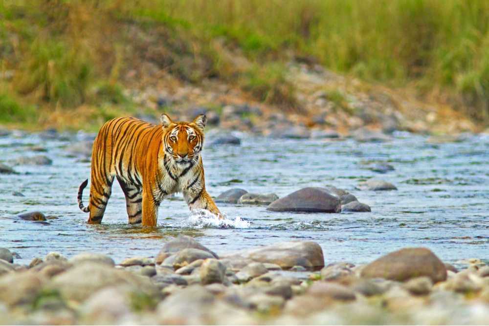 Jim Corbett National Park For Nature And Wild Life Lovers