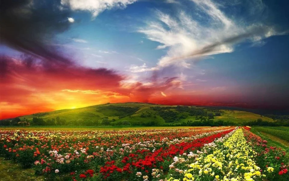 Beautiful Valley Of Flowers
