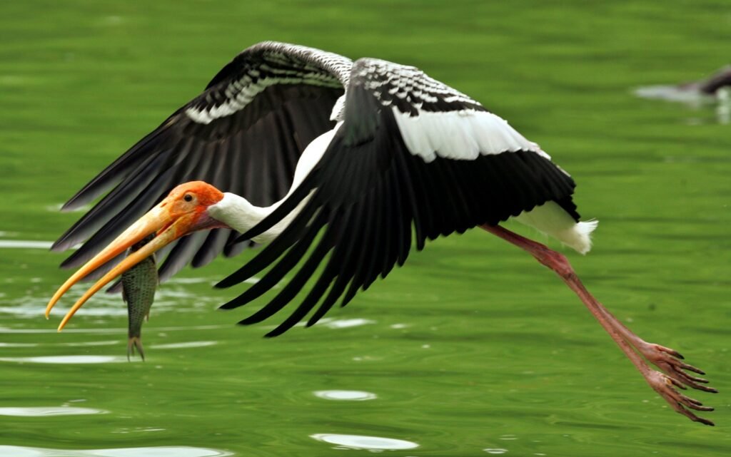 Bharatpur Bird Sanctuary Safari - A Detailed Guide - HikerWolf